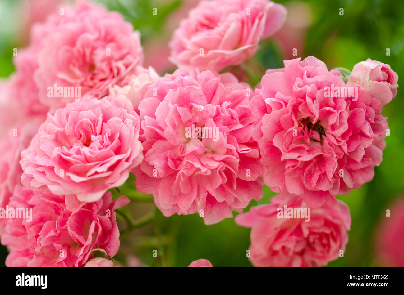 Beautiful pink climbing roses in spring in the garden Stock Photo - Alamy