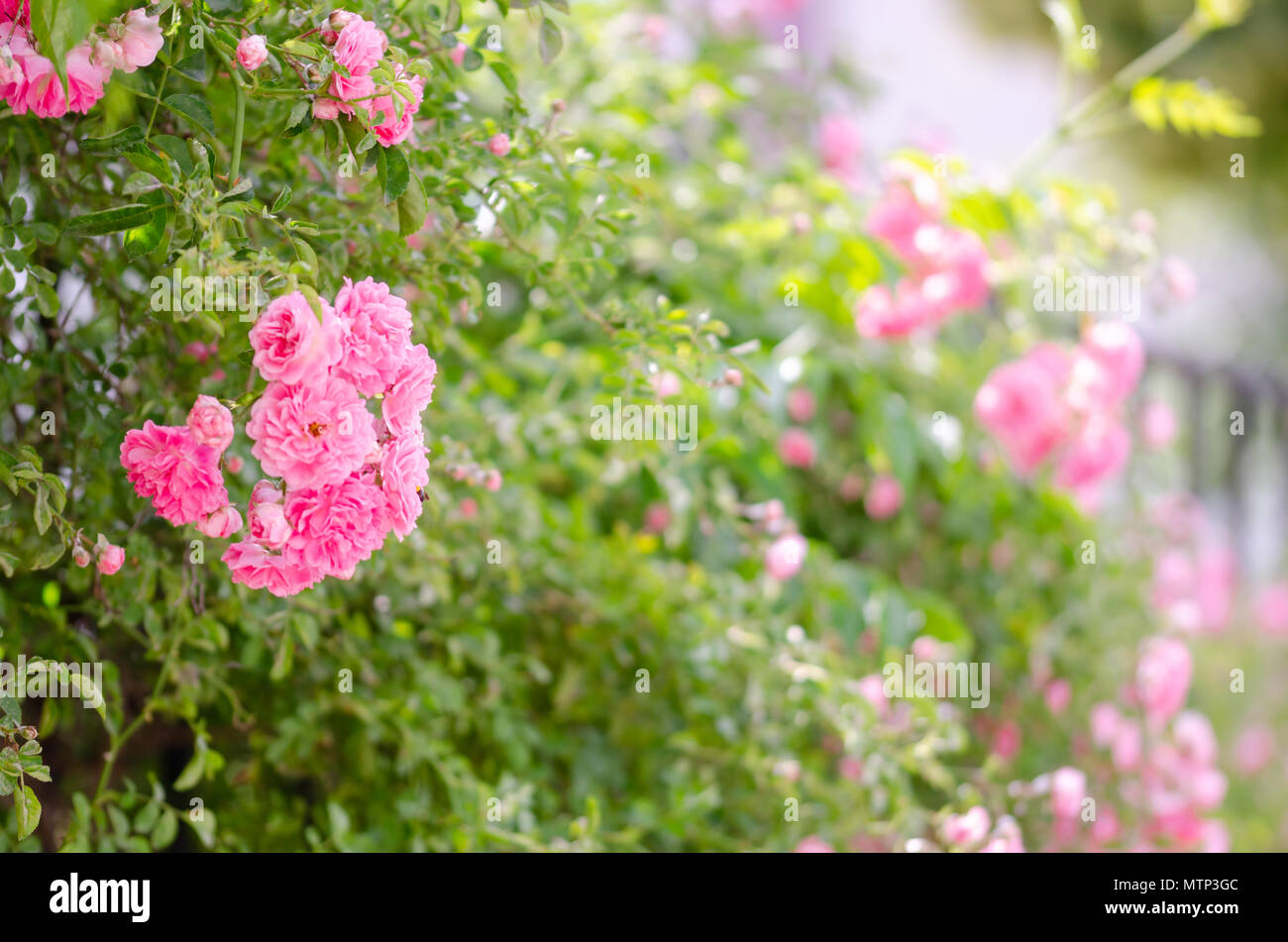 Beautiful pink climbing roses in spring in the garden.Selective clarity ...