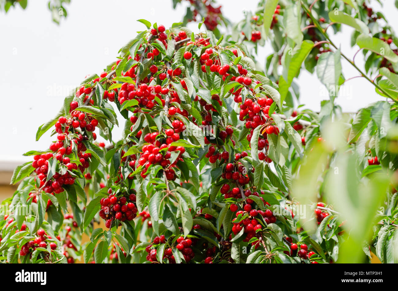 The highest branches of cherry tree and cherries Stock Photo - Alamy