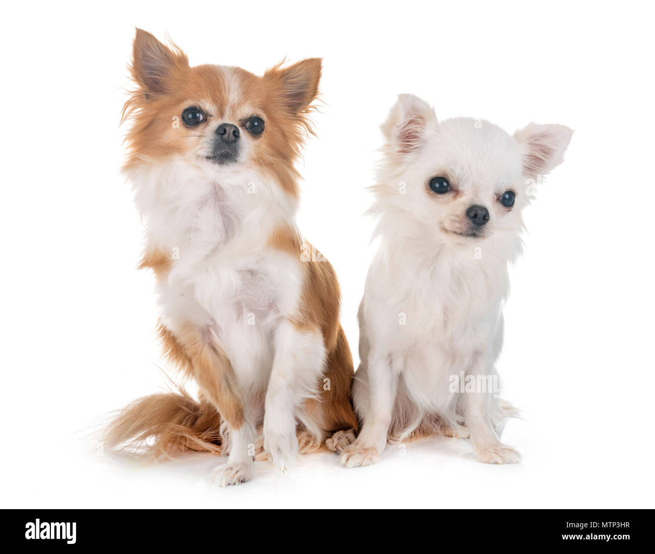 Two cute chihuahuas in Cut Out Stock Images & Pictures - Alamy