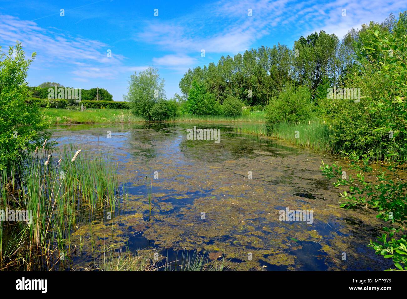 Wildlife pond ponds Mercia Marina Willington Derbyshire England UK ...