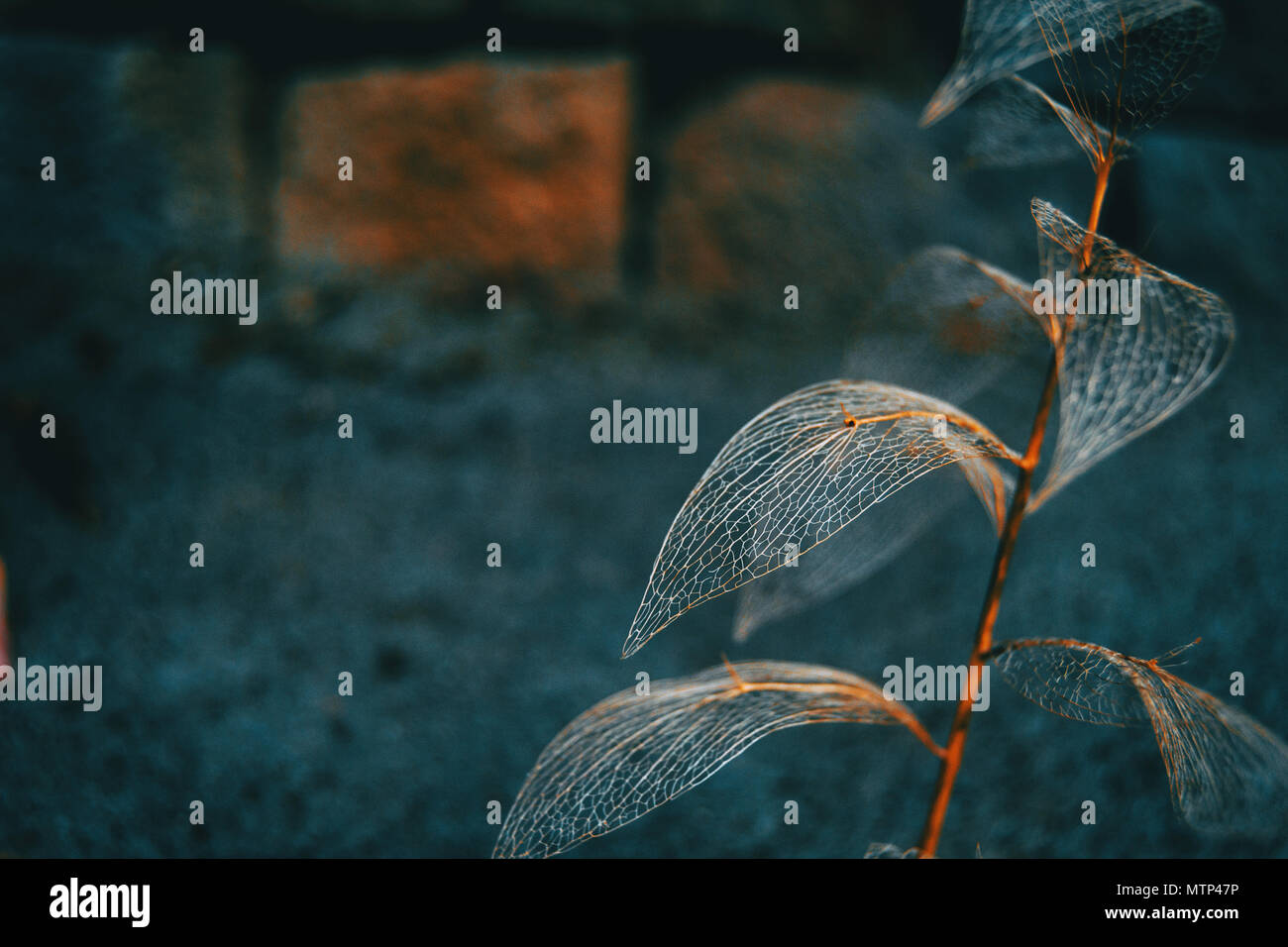 Ruscus Hypoglossum High Resolution Stock Photography and Images - Alamy
