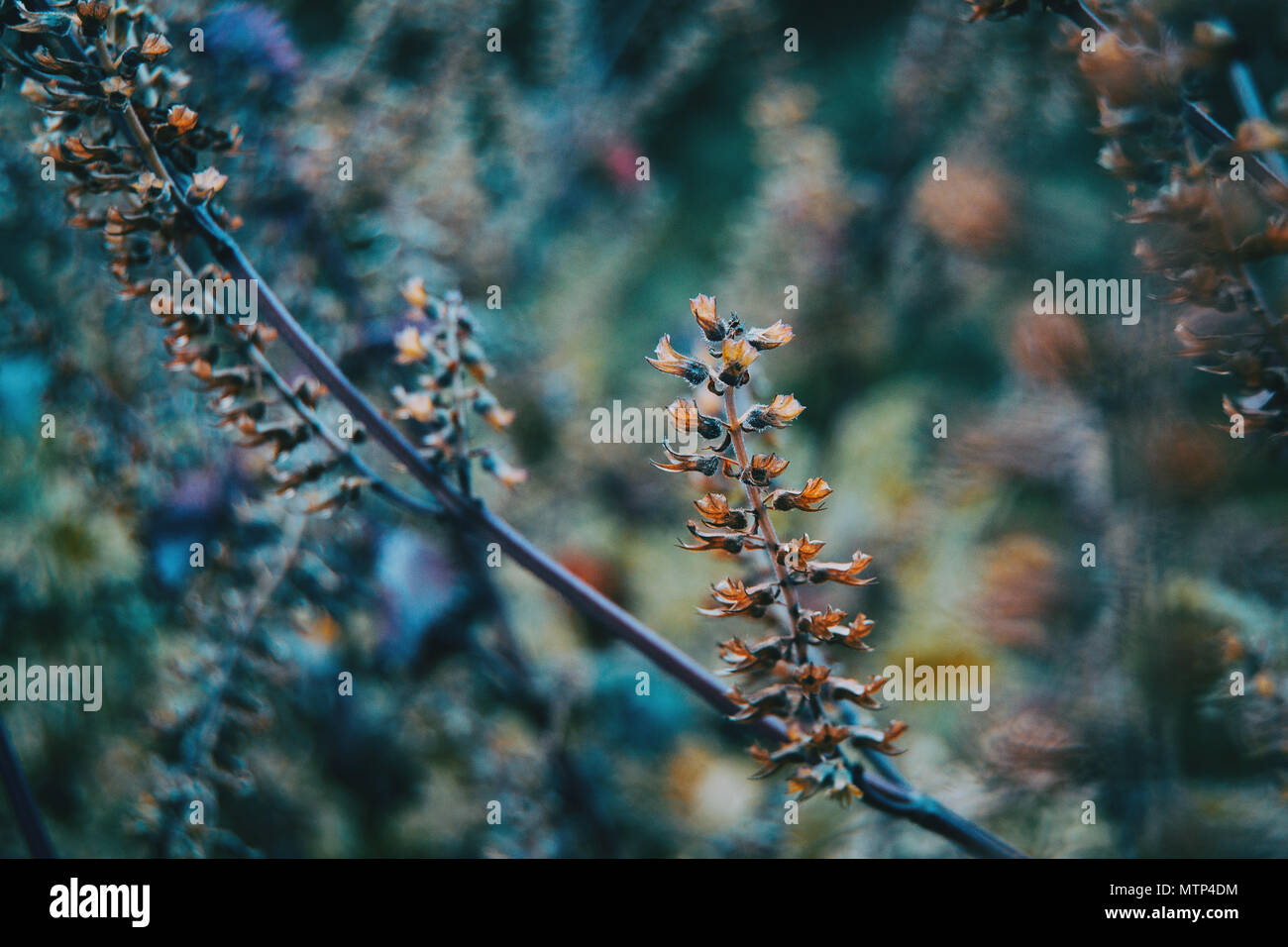 abstract shapes with branches in nature Stock Photo - Alamy