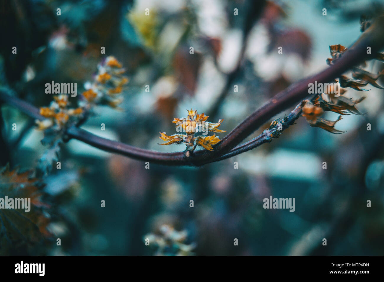 abstract shapes with branches in nature Stock Photo - Alamy