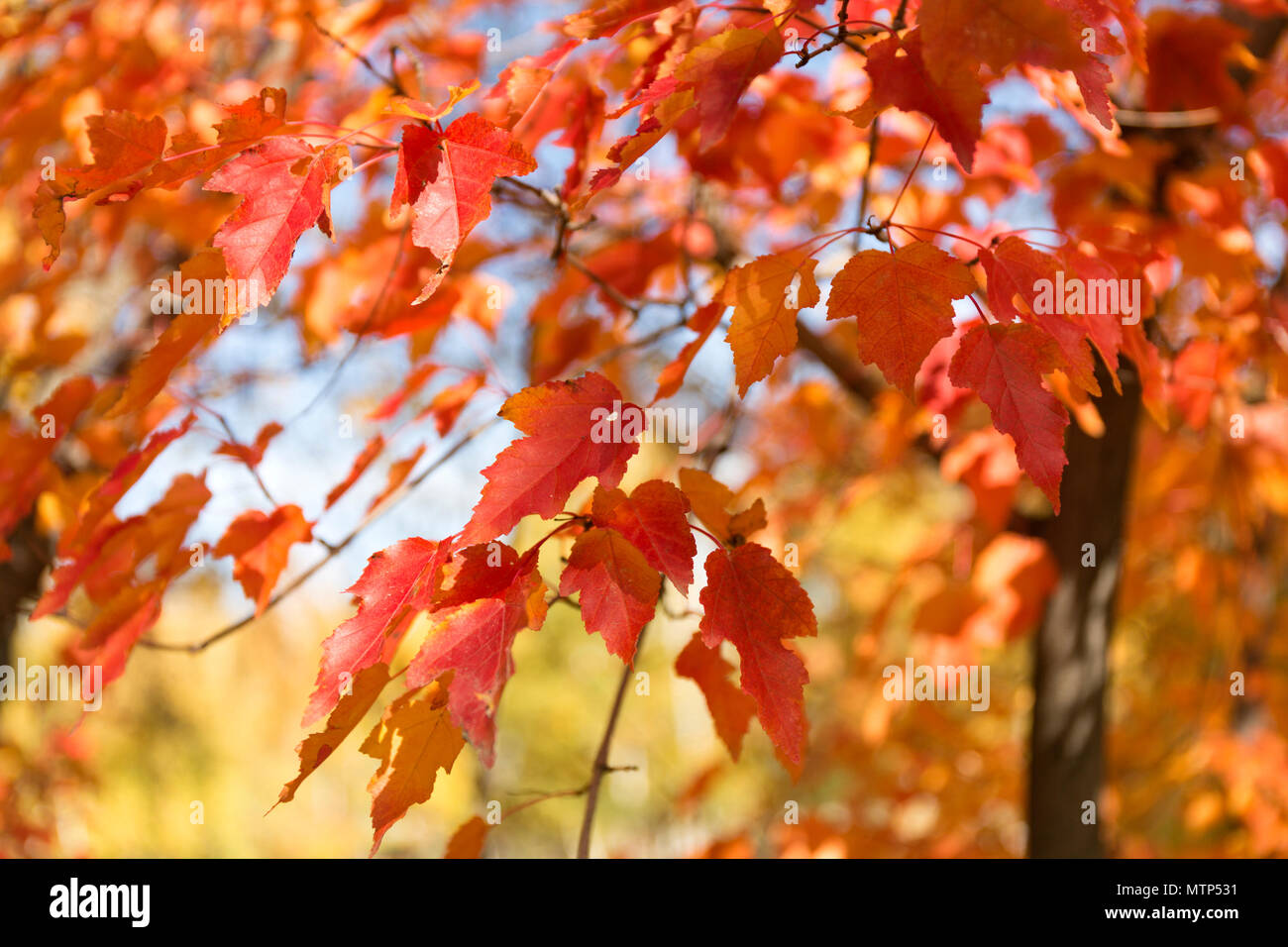 Red and orange leaves background. Autumn foliage Stock Photo - Alamy