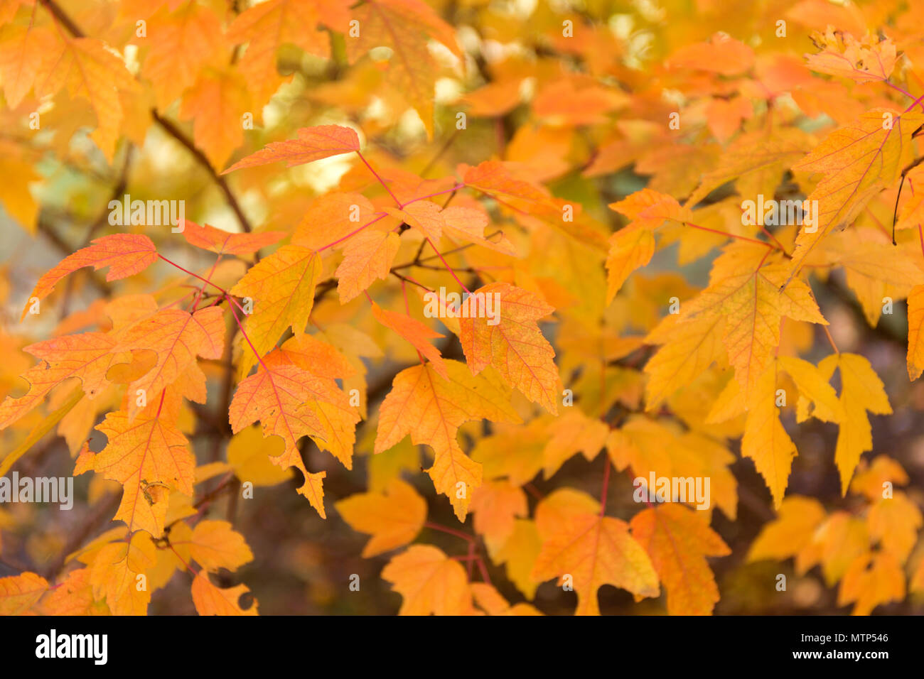 Red and orange leaves background. Autumn foliage Stock Photo - Alamy