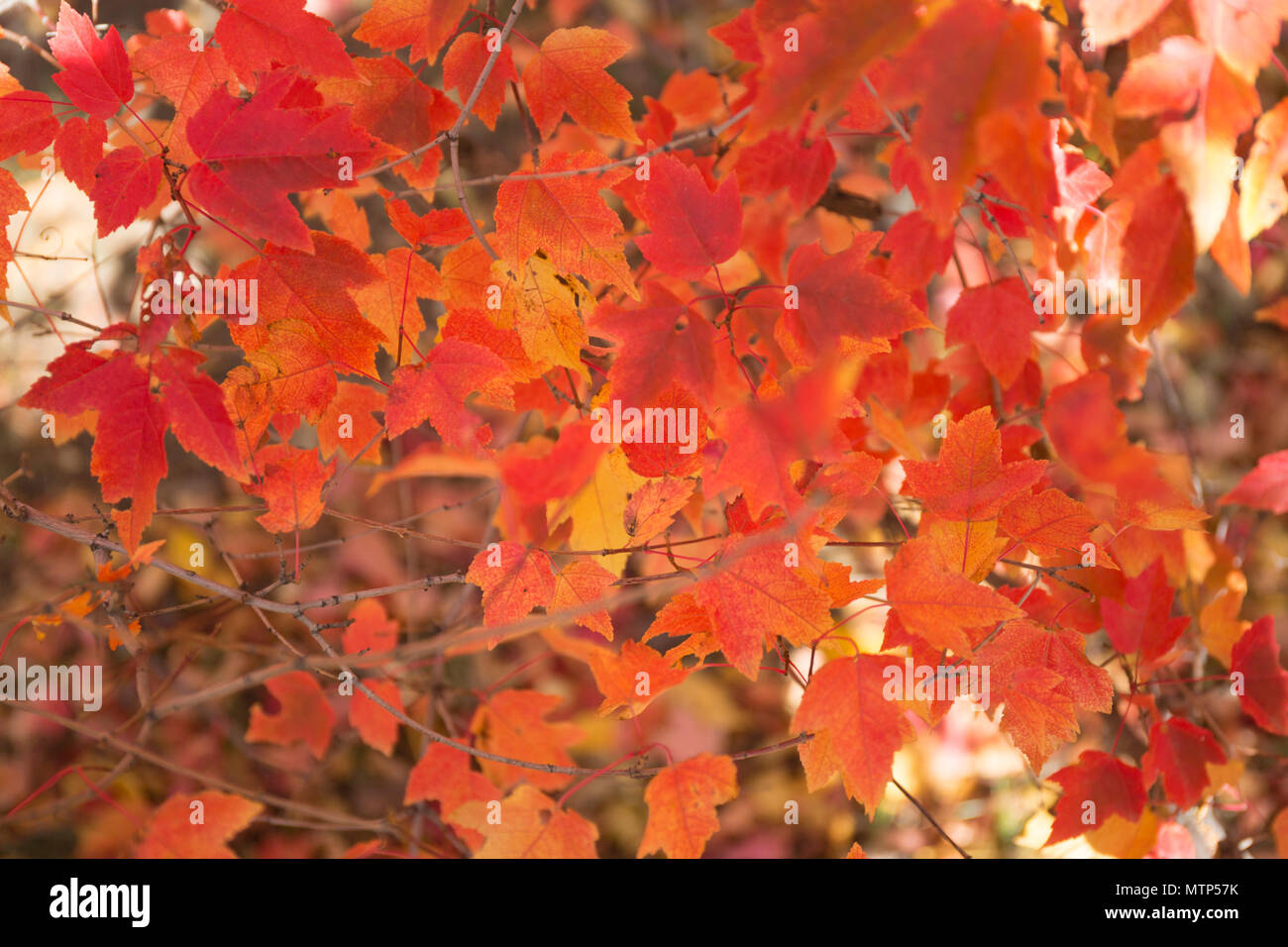 Red and orange autumn leaves background Stock Photo - Alamy