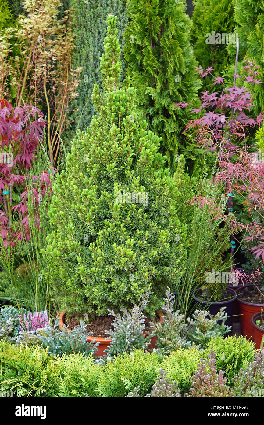 Small conifer tree hi-res stock photography and images - Alamy