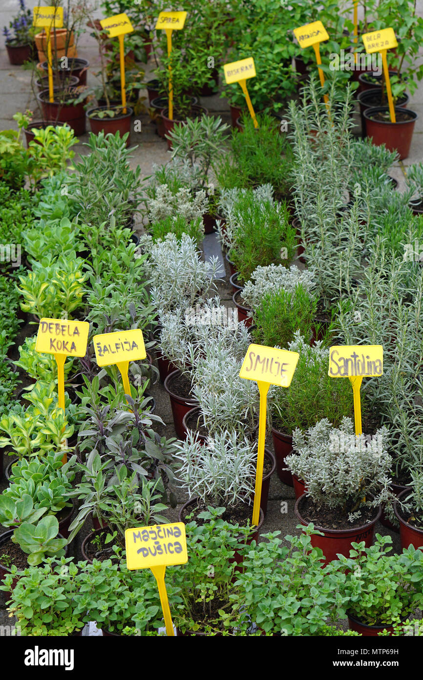 Fresh herbs healthy edible plants Stock Photo - Alamy