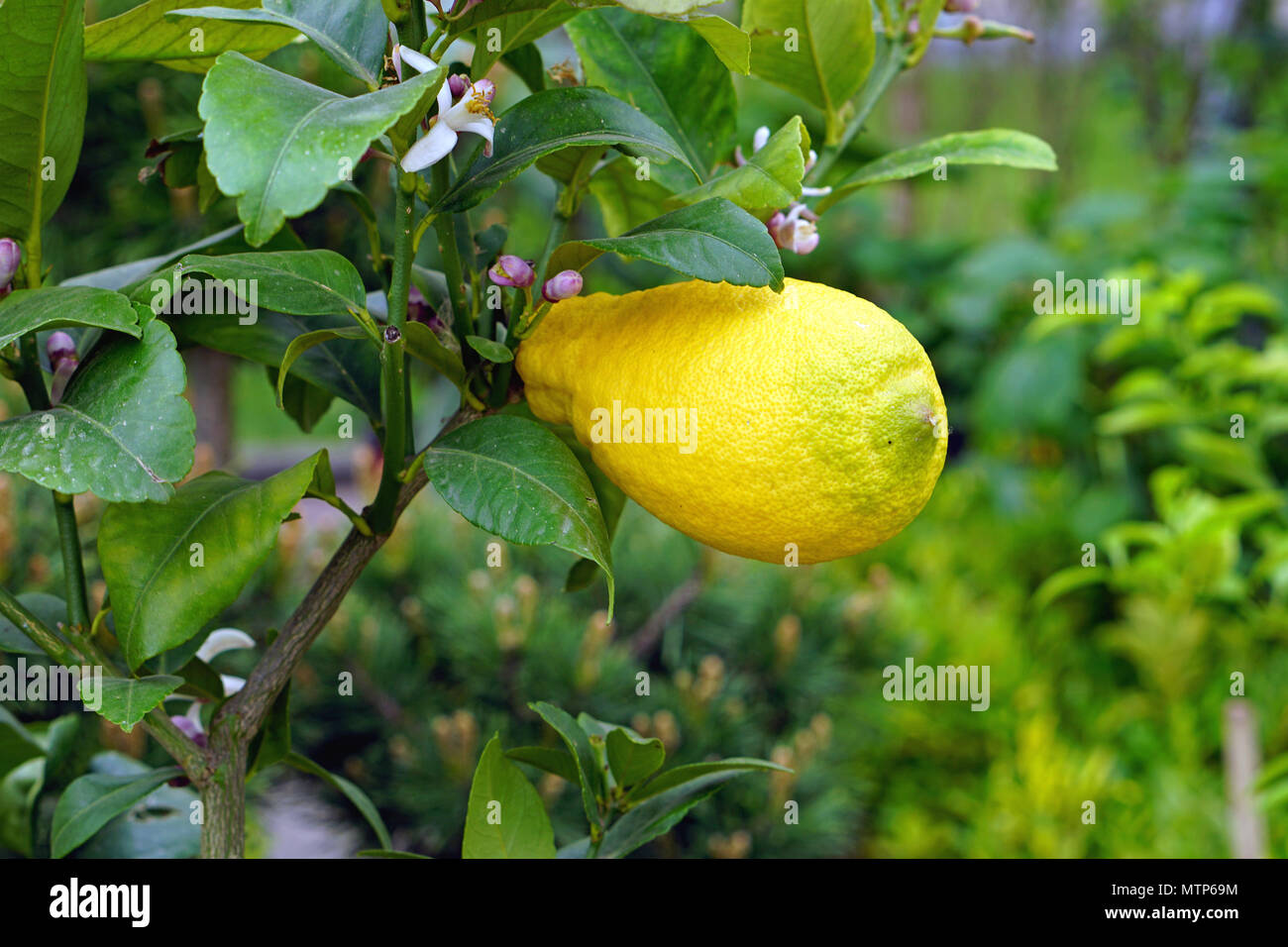 Yellow lemon growing at tree branch Stock Photo - Alamy