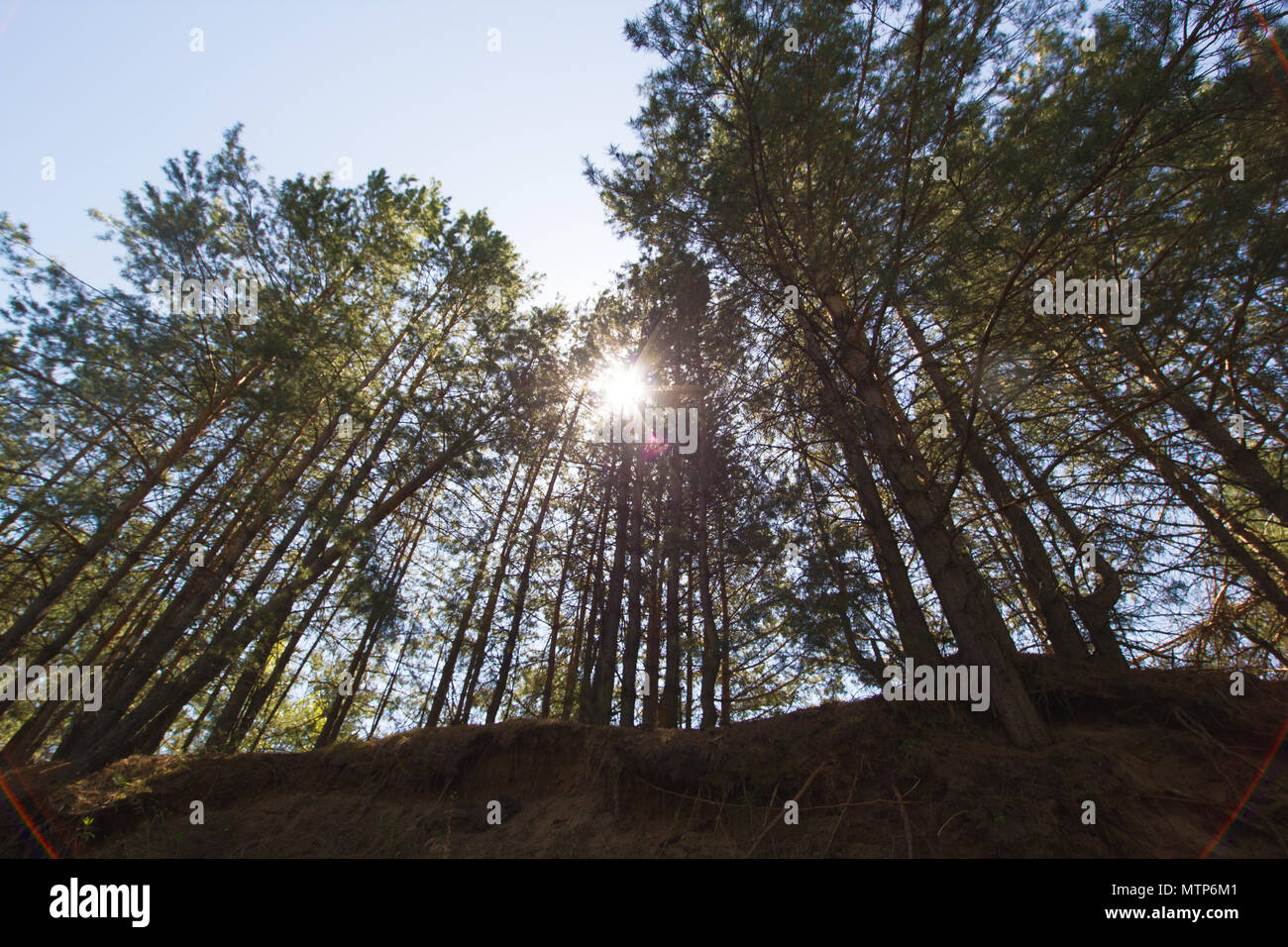 Forest with sunlight passing through the pine trees Stock Photo - Alamy