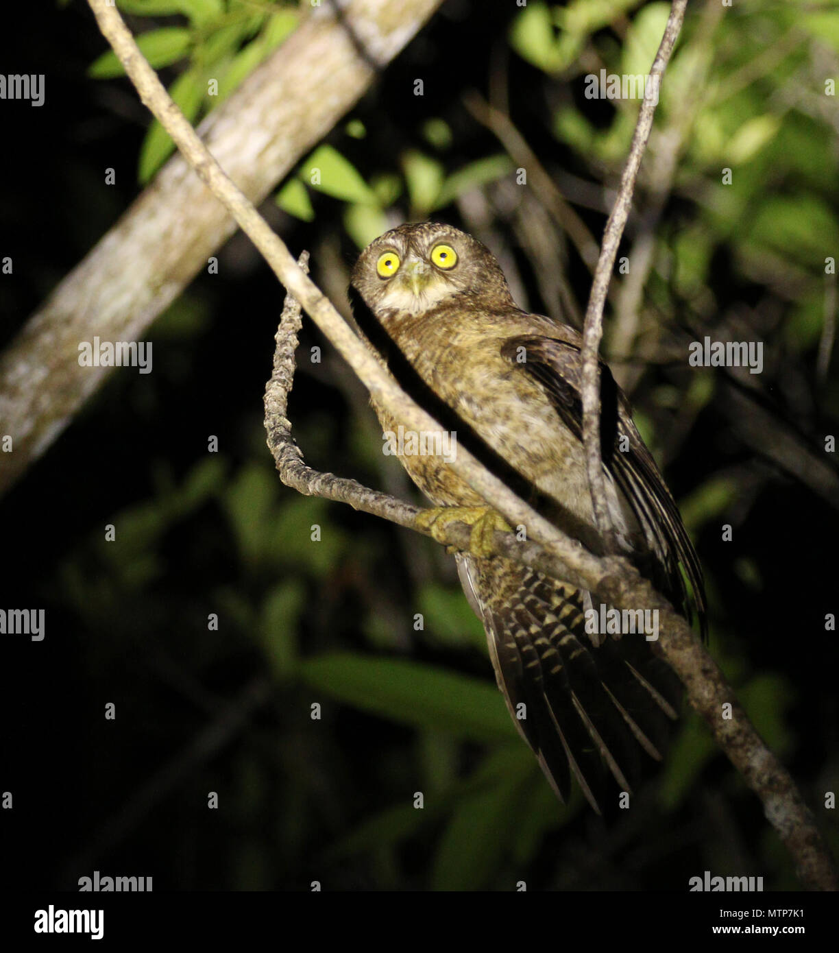 Owls of the philippines hi-res stock photography and images - Alamy