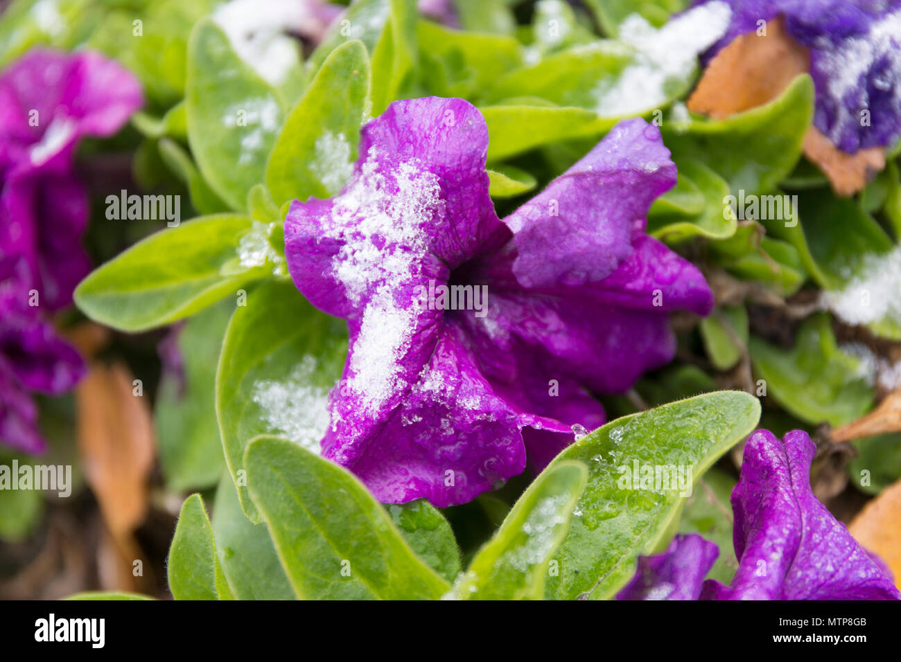Frozen purple flowers hi-res stock photography and images - Alamy