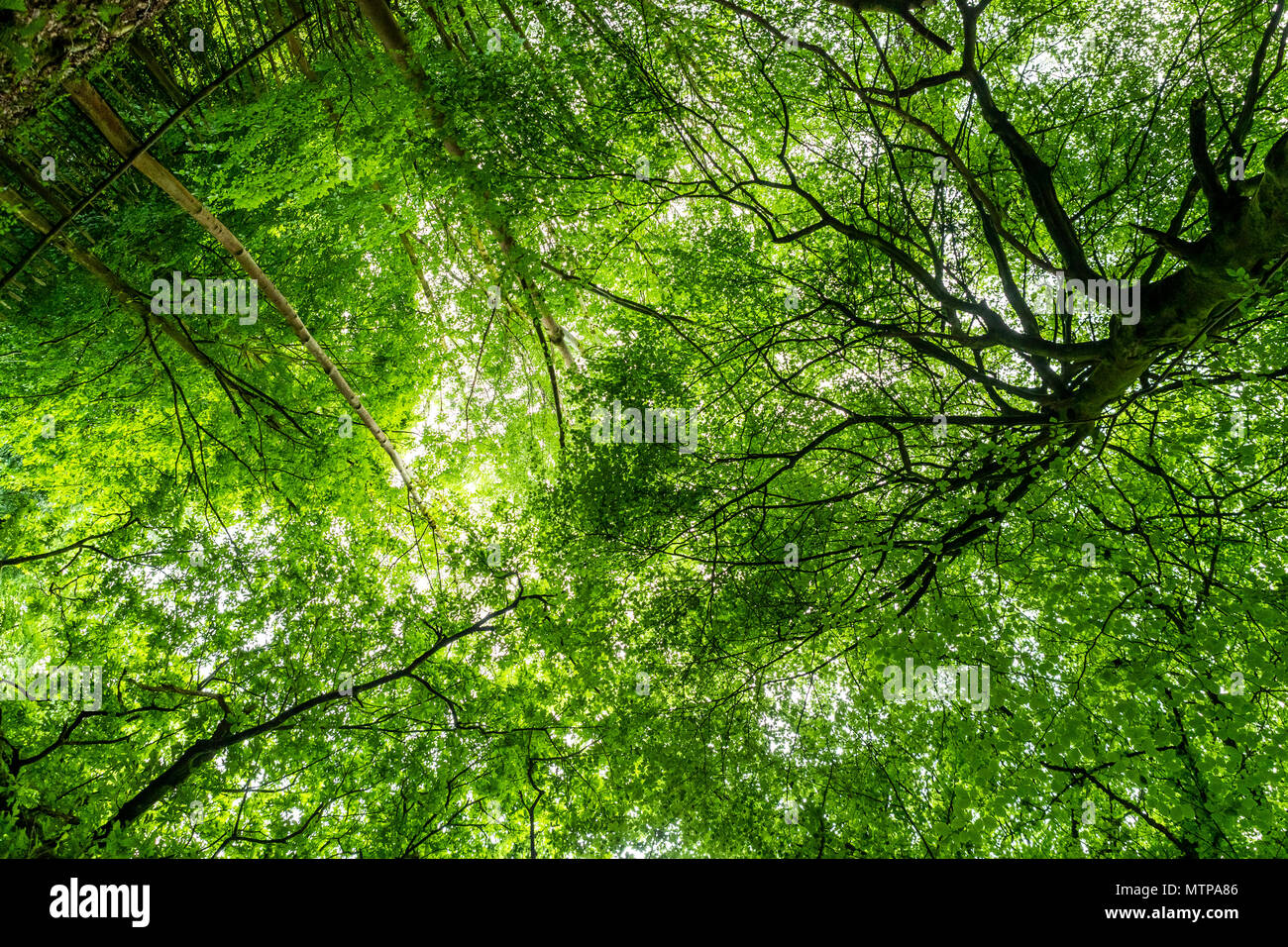 Tree canopy. Fire and Wood at Dean Heritage Centre Stock Photo - Alamy