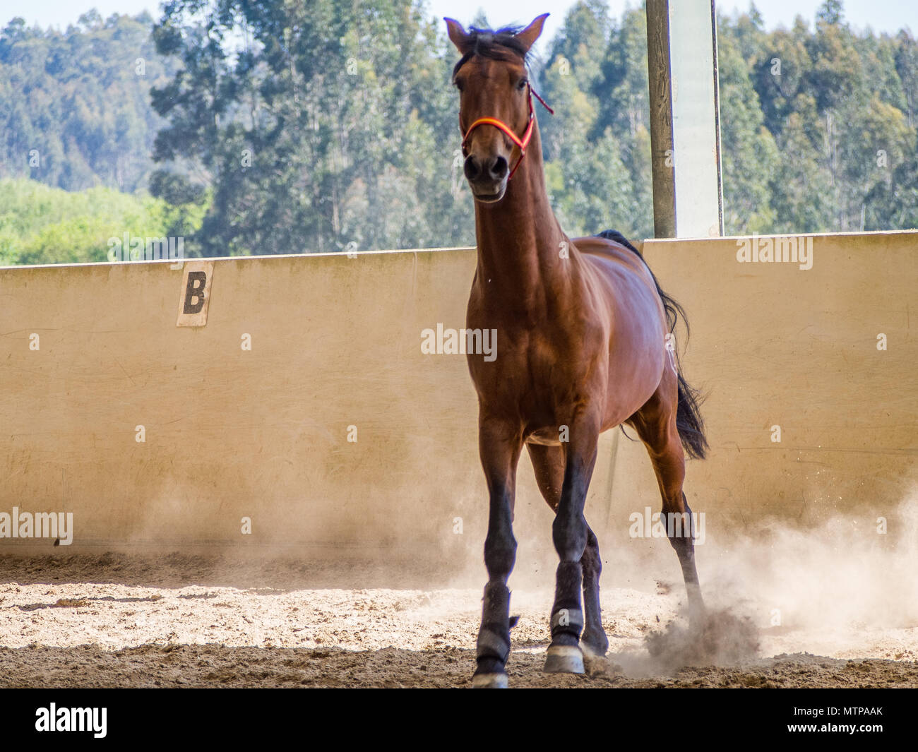 Horse training in wooden arena Stock Photo - Alamy