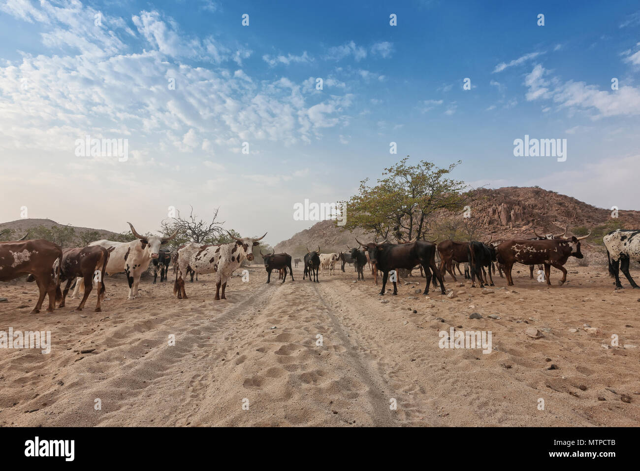 Cows and wild bull grazing in a remote area of the Cunene. Angola ...