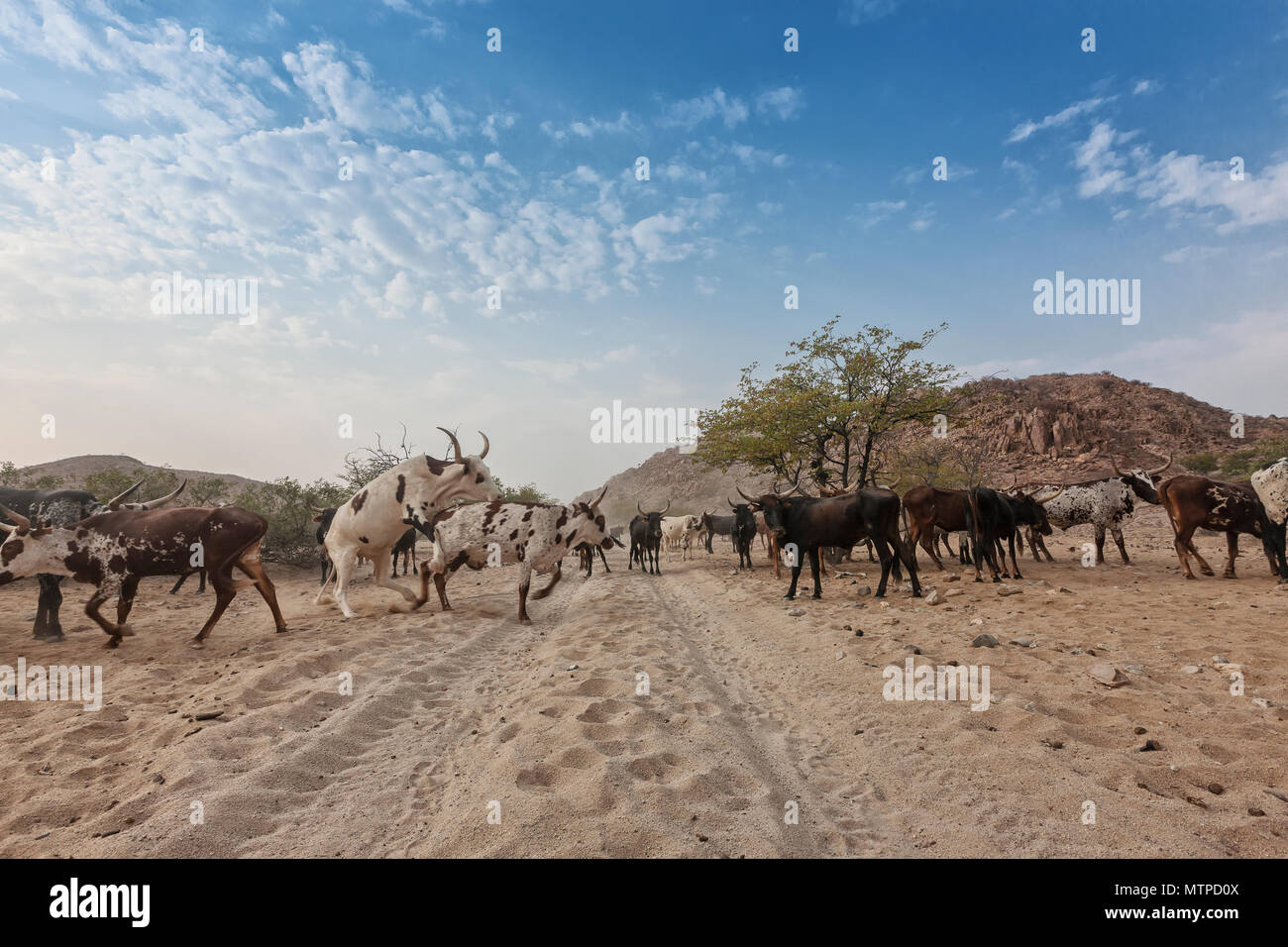 Cows and wild bull grazing in a remote area of the Cunene. Angola ...