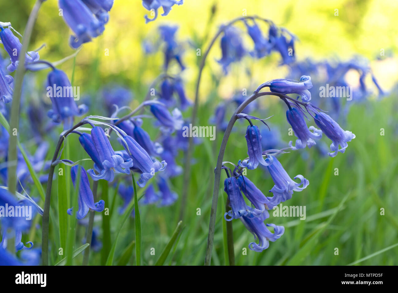 Welsh bluebells hi-res stock photography and images - Alamy