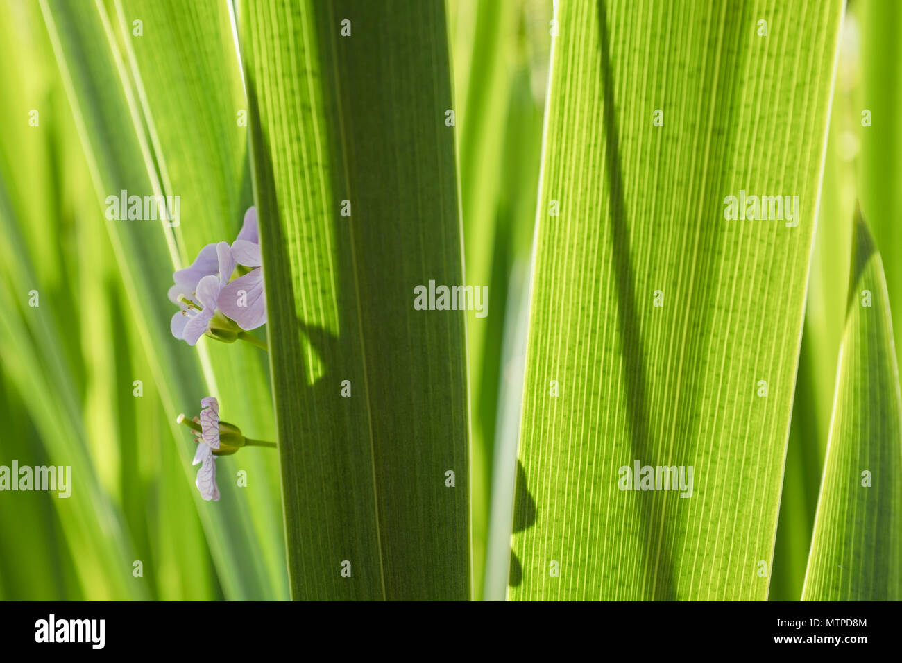 Single flower growing hi-res stock photography and images - Alamy