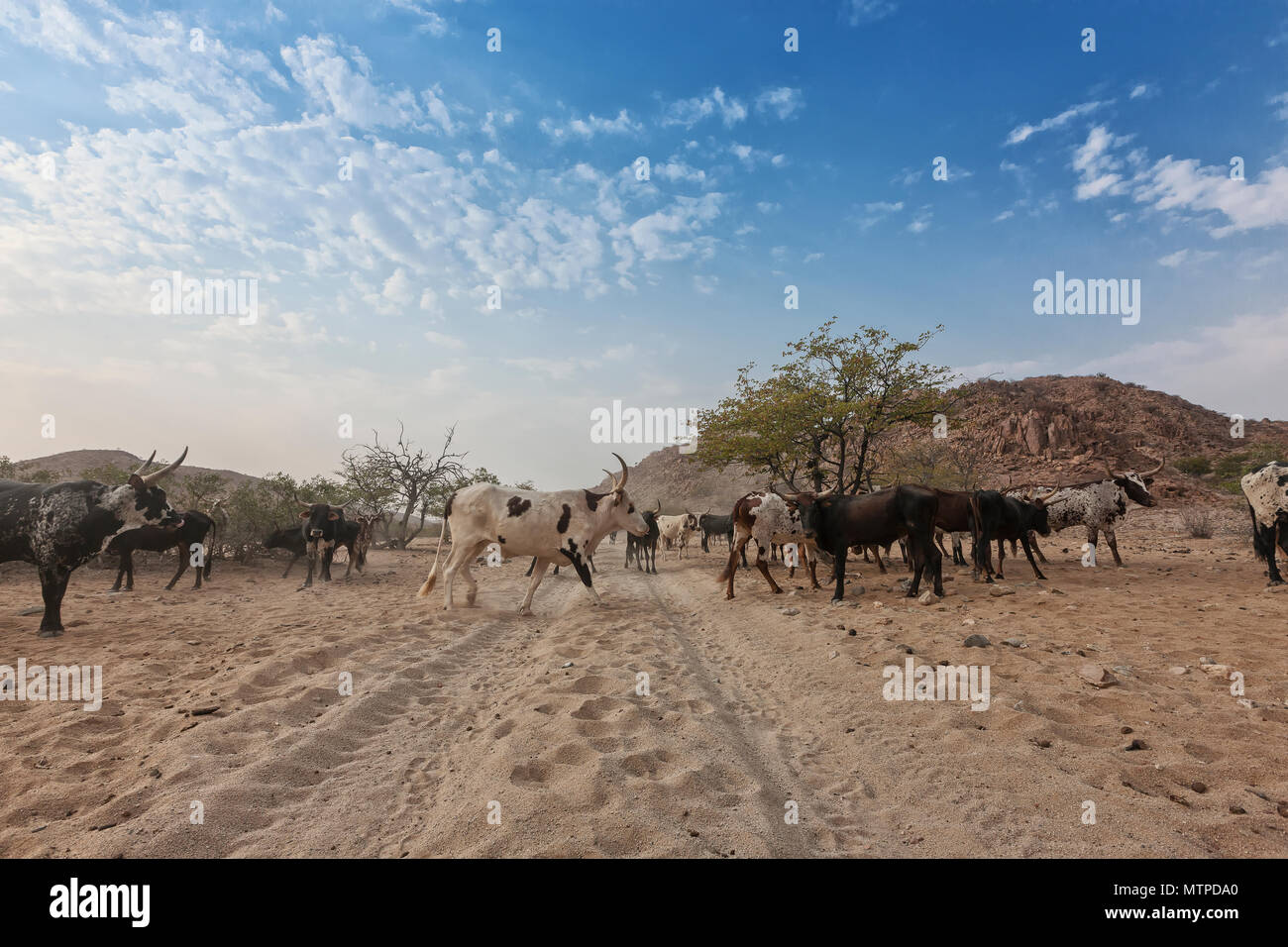 Cows and wild bull grazing in a remote area of the Cunene. Angola ...