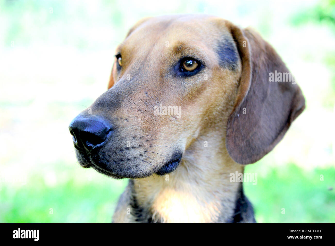 stray dog pictured in nature, image of a Stock Photo - Alamy