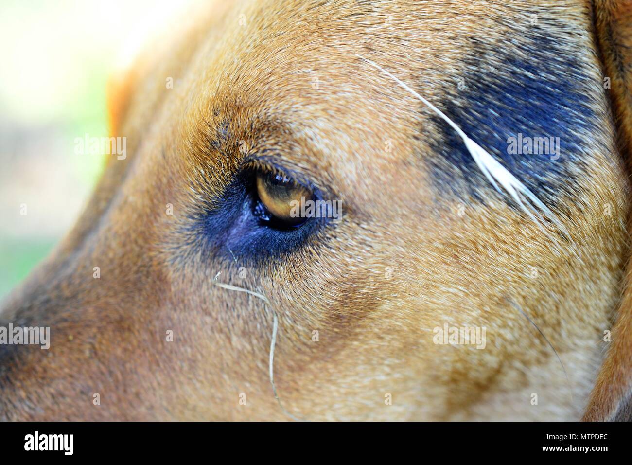 stray dog pictured in nature, image of a Stock Photo - Alamy