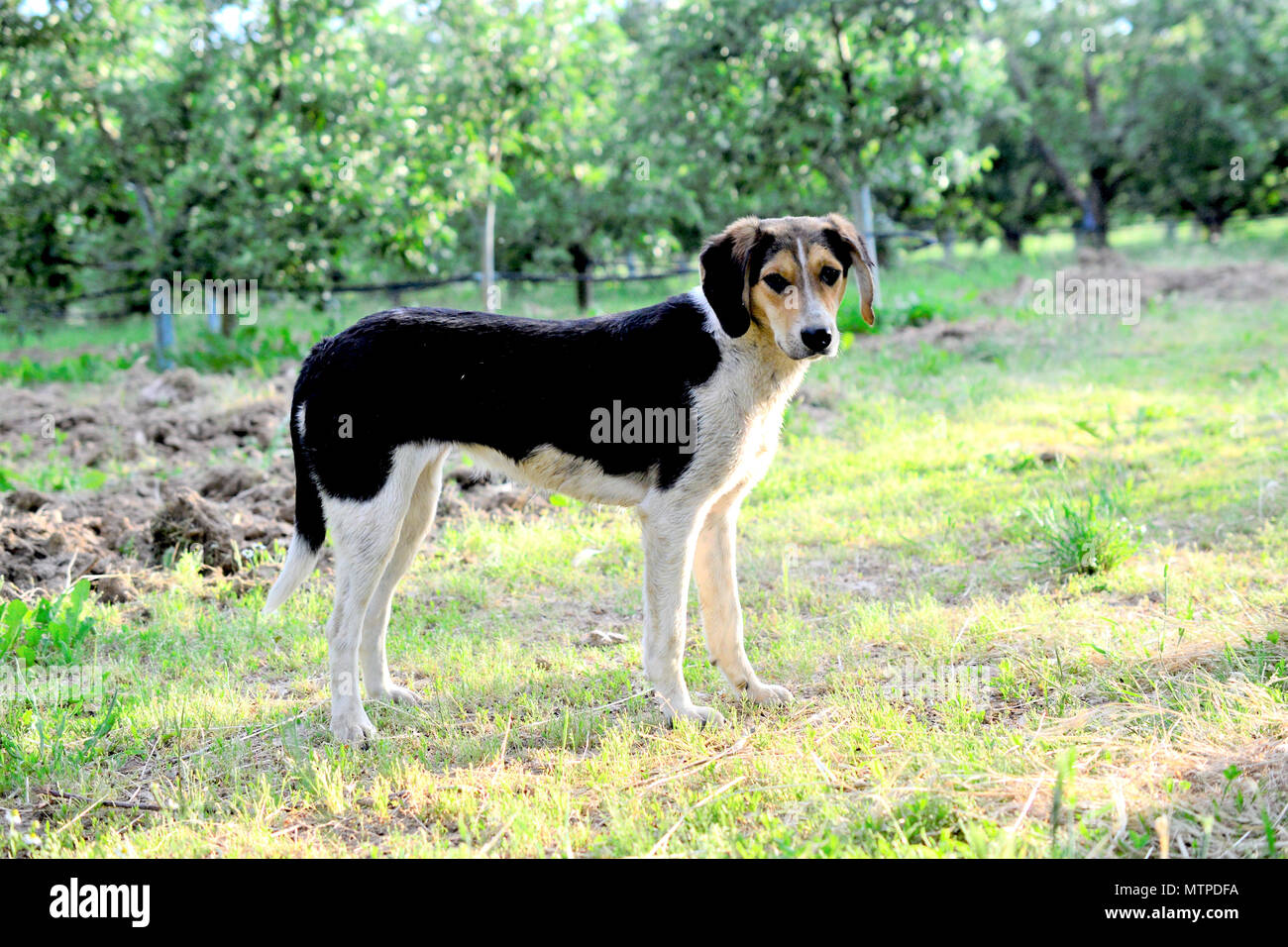 stray dog pictured in nature, image of a Stock Photo - Alamy