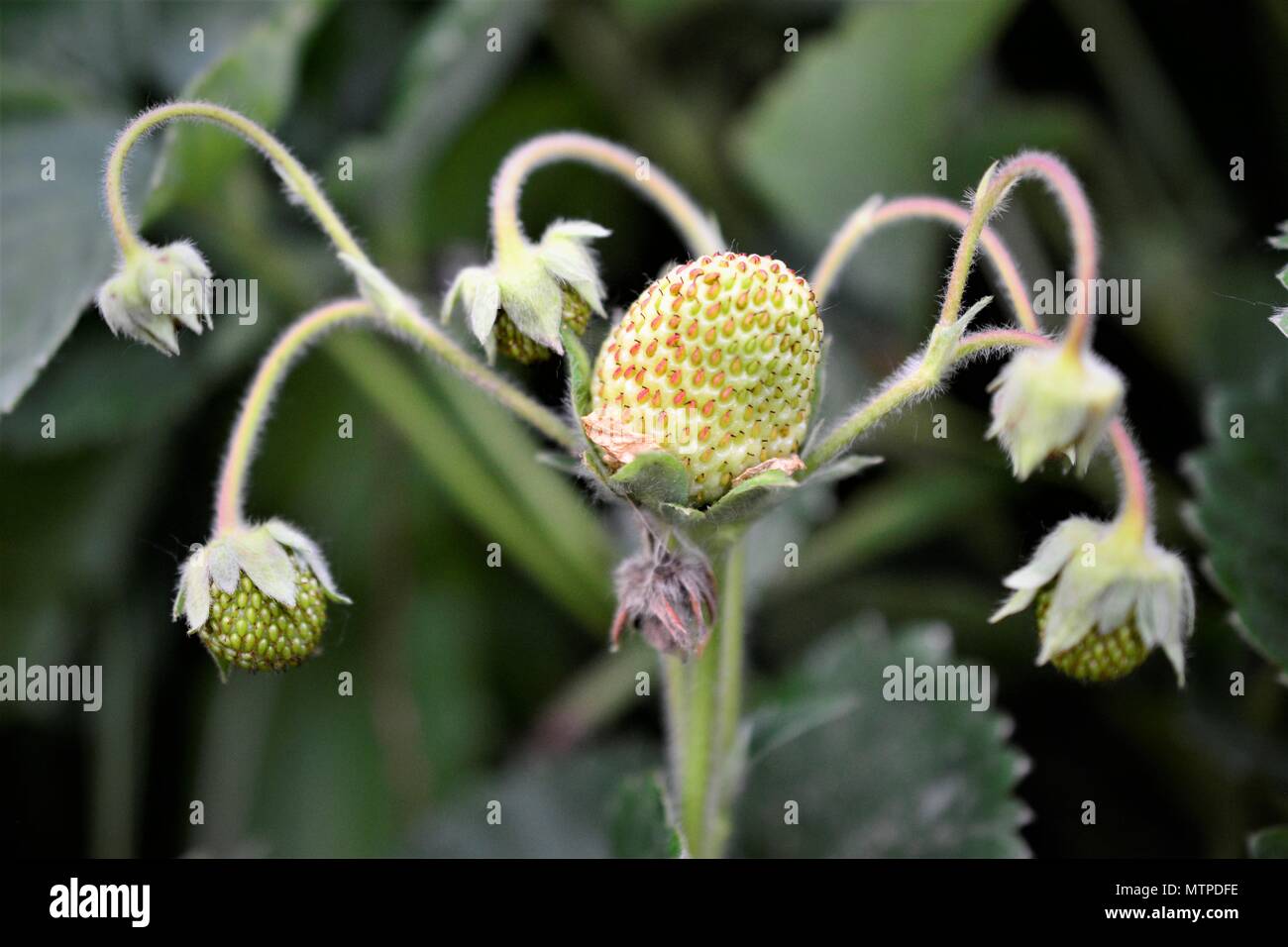 image of a ripening strawberry in a garden Stock Photo - Alamy