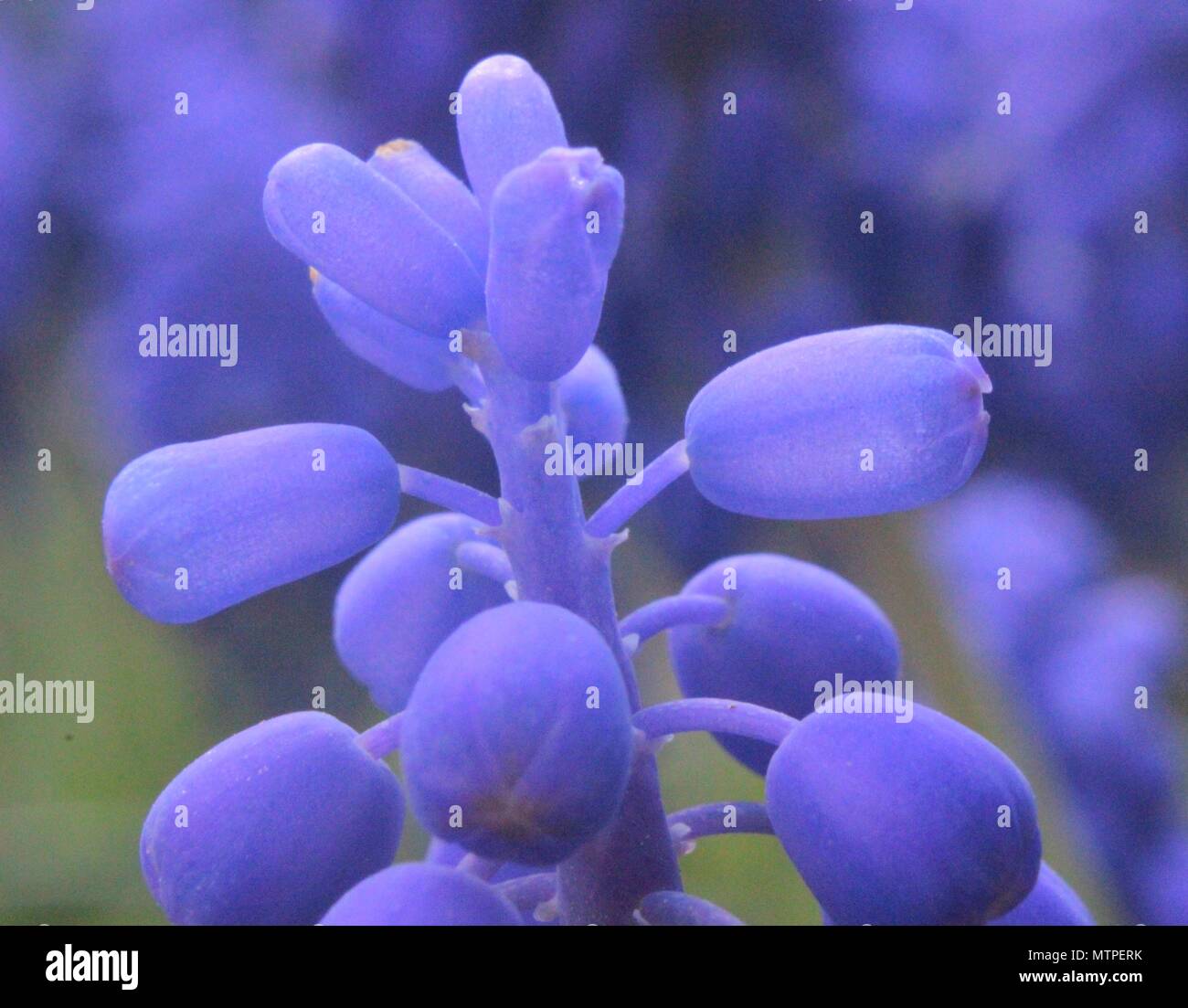 Litel hi-res stock photography and images - Alamy