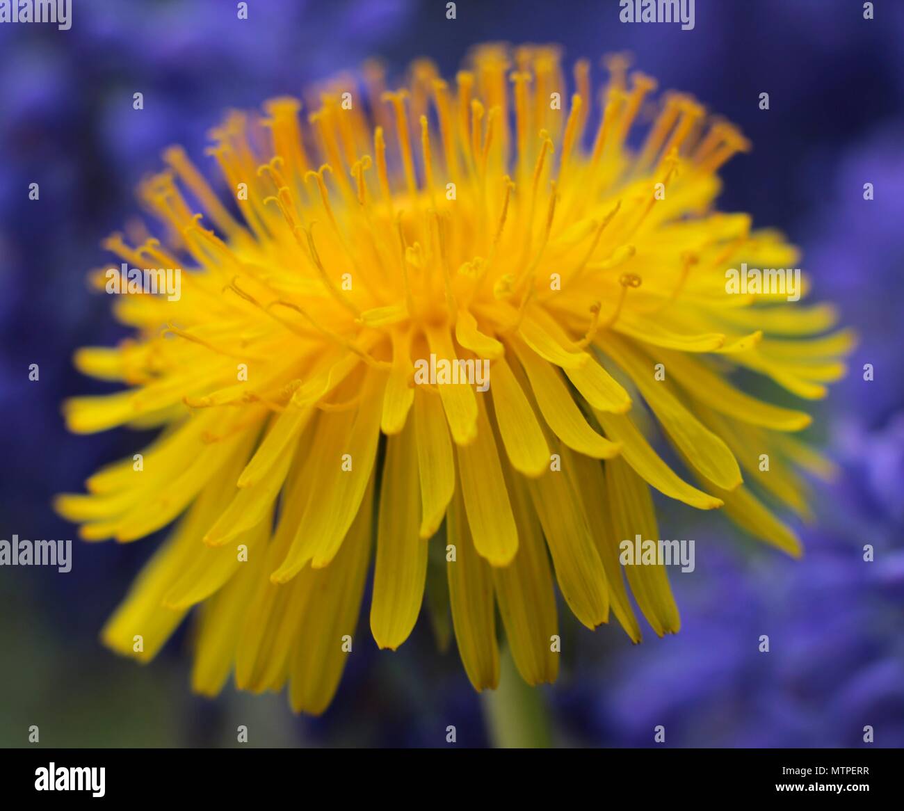 Litel hi-res stock photography and images - Alamy