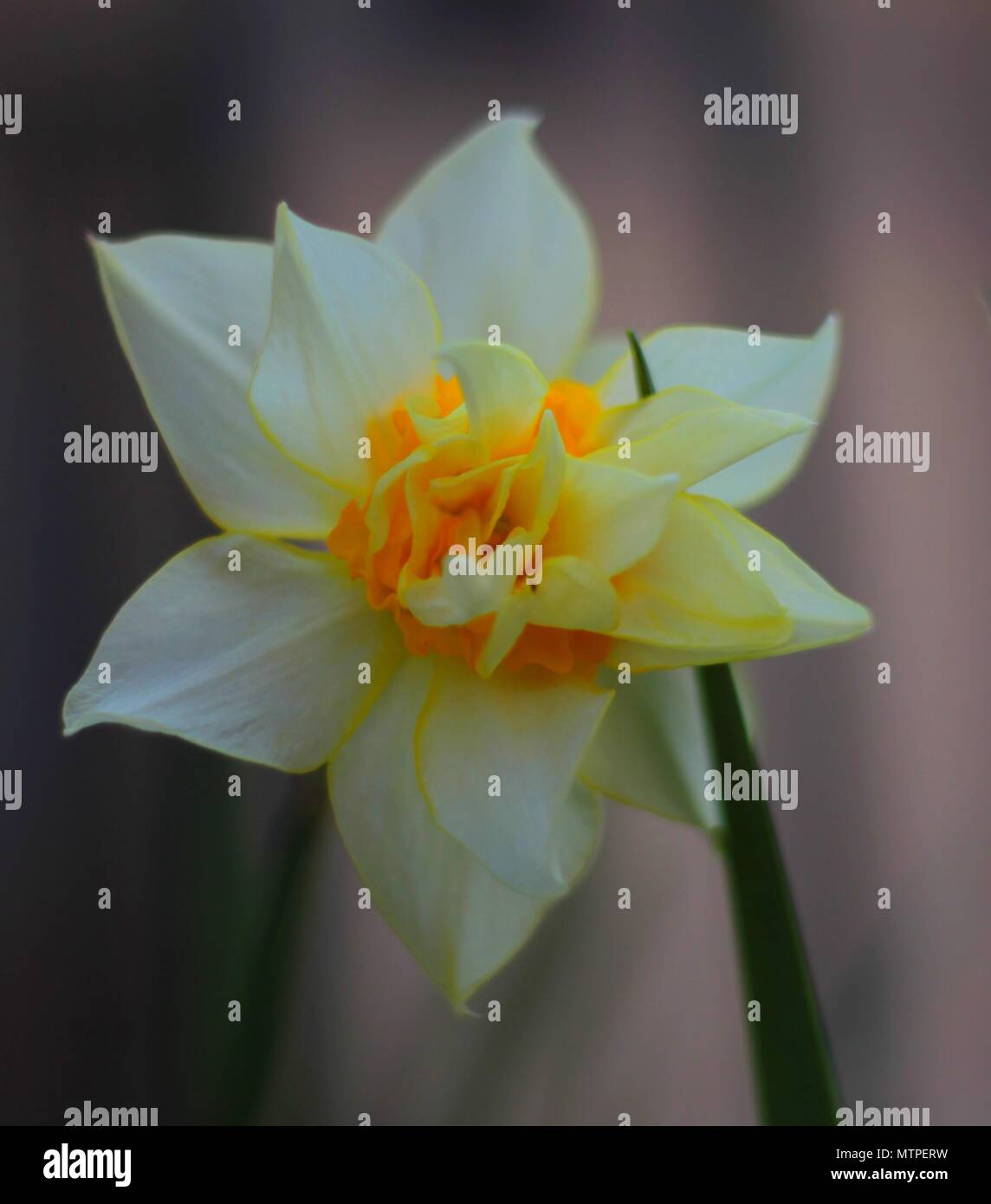 Photo of litel flower in a Stock Photo - Alamy