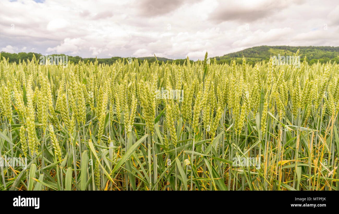 Wheat field in spring - landscape Stock Photo - Alamy