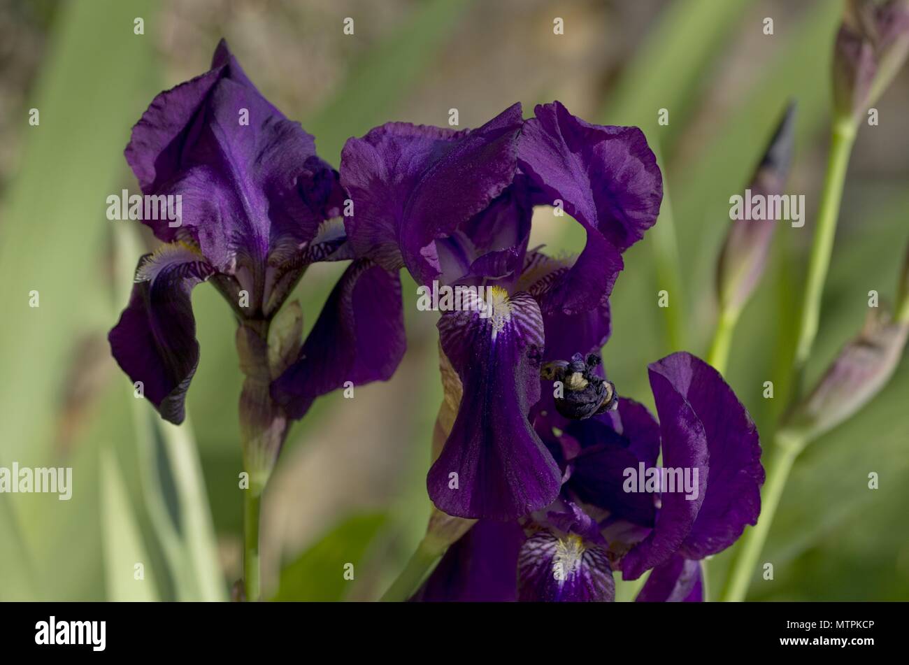 Purple irises hi-res stock photography and images - Alamy