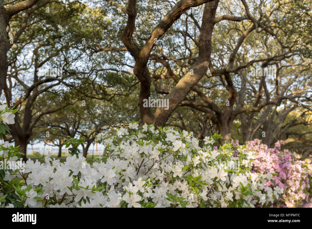 Live Oak Trees Loom Over White Azalea Flowers in spring Stock Photo - Alamy