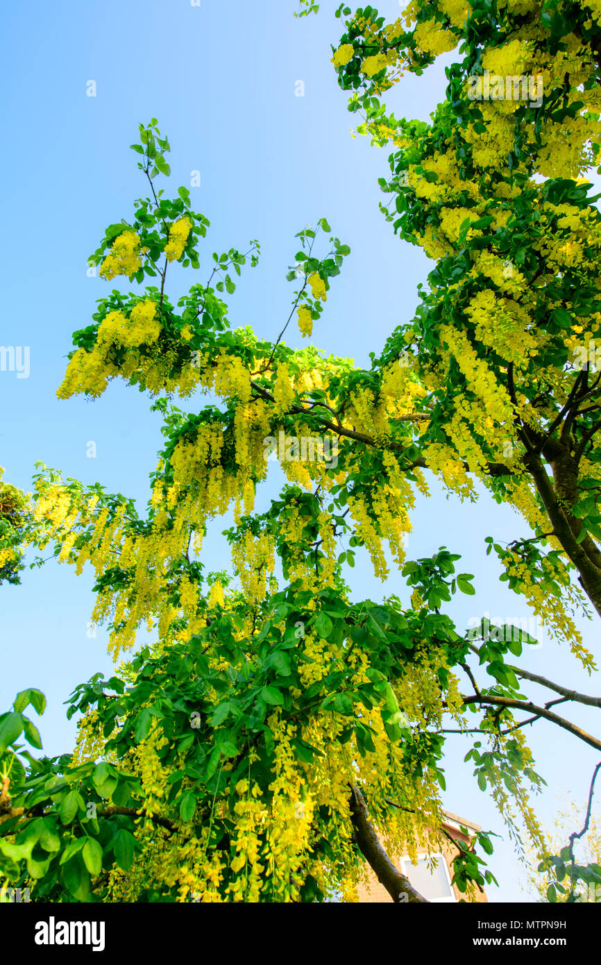 Blue laburnum in spring hi-res stock photography and images - Alamy