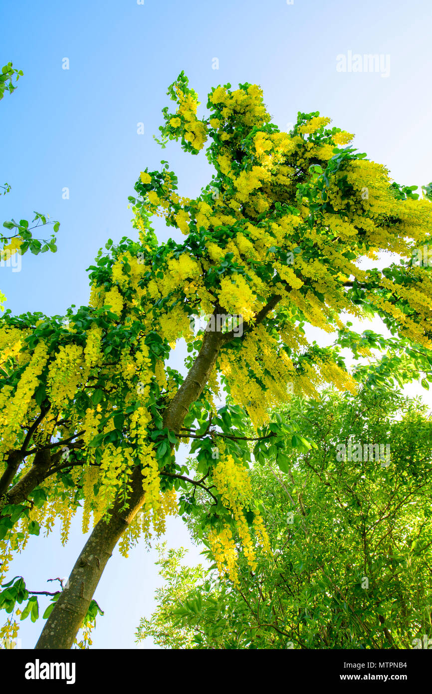 Blue laburnum in spring hi-res stock photography and images - Alamy
