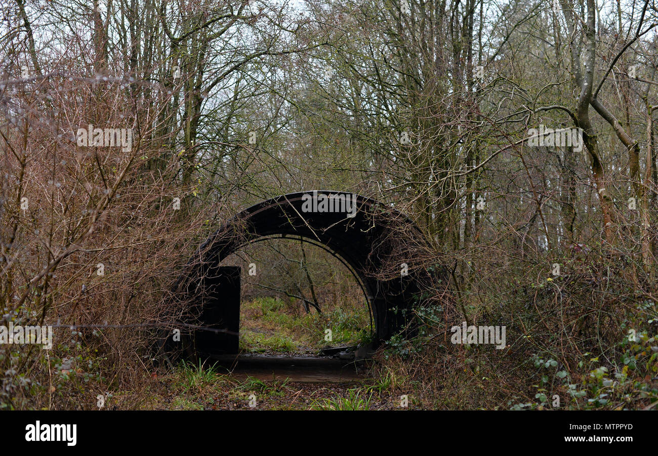 World War II Nissen huts can be seen through thick overgrowth of trees ...