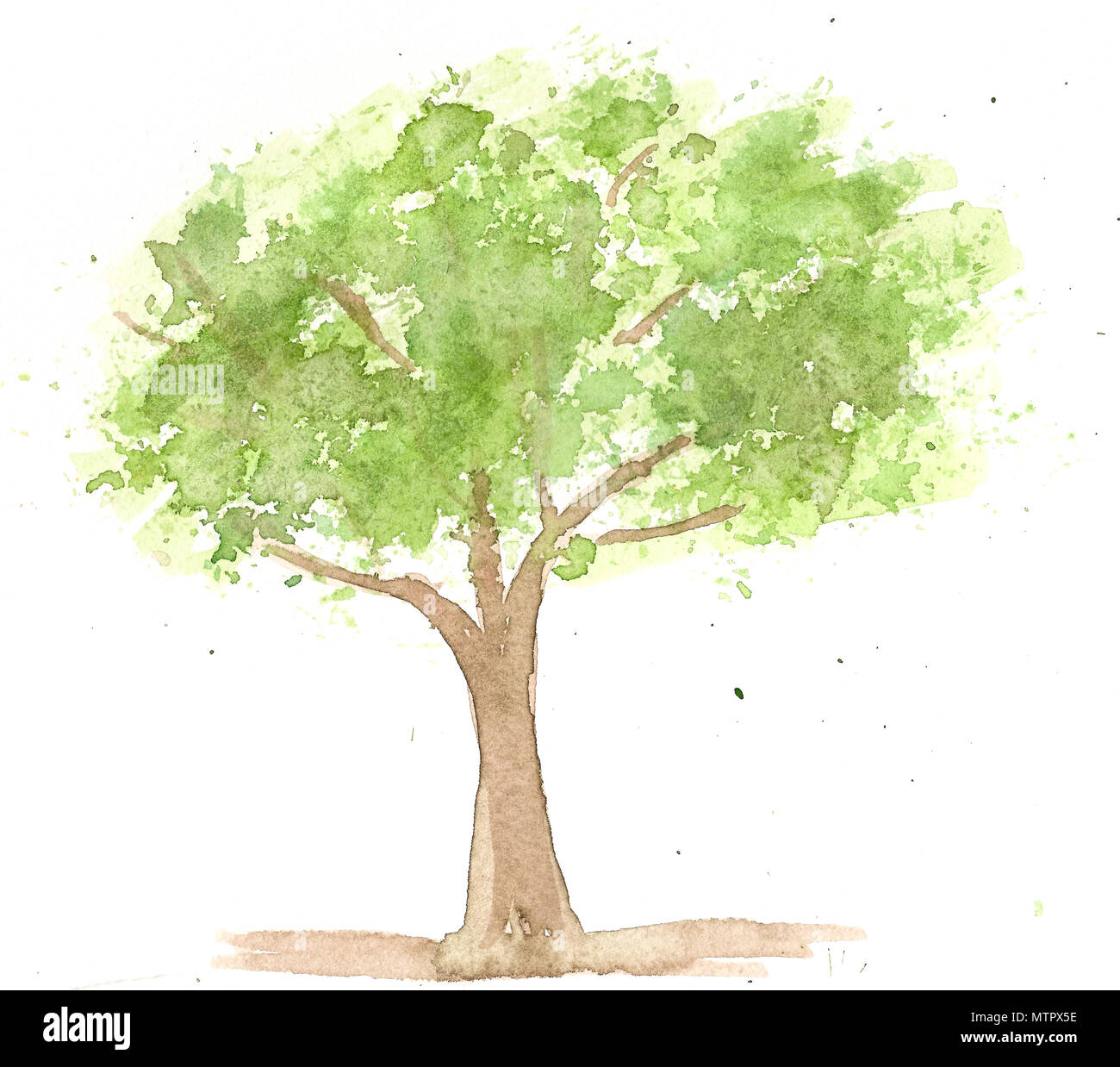 hand drawn watercolor tree Stock Photo - Alamy