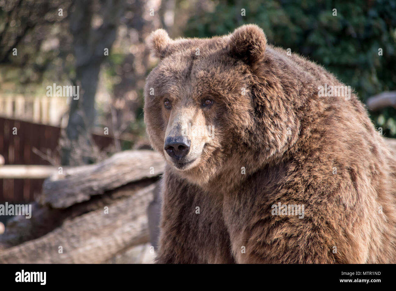 Oso pardo hi-res stock photography and images - Alamy