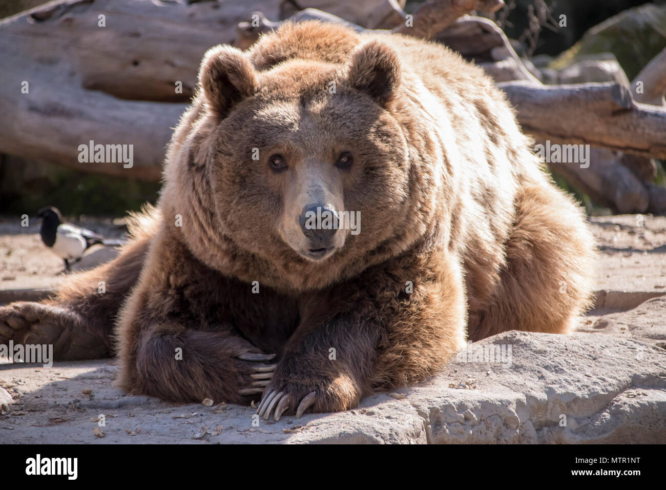 Garras de oso pardo hi-res stock photography and images - Alamy