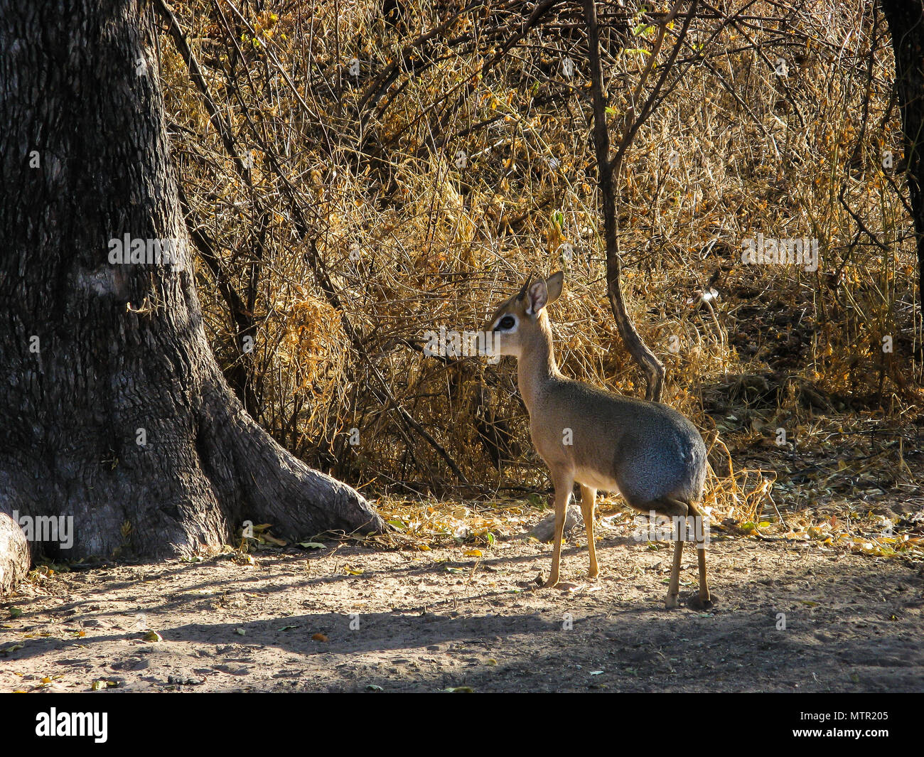 Two little white tailed deer hi-res stock photography and images - Alamy