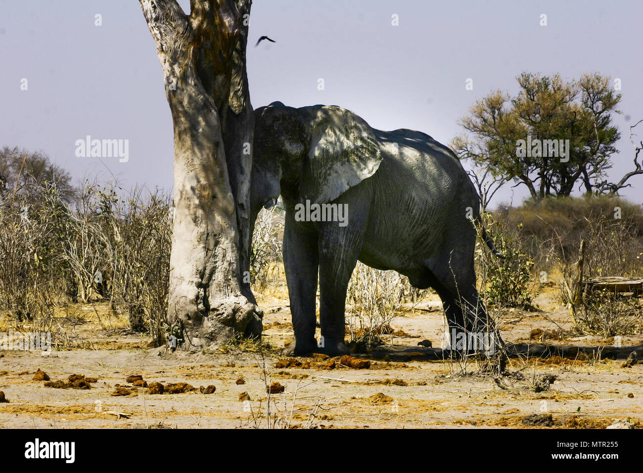 Elephant leaning with his head at a tree Stock Photo - Alamy