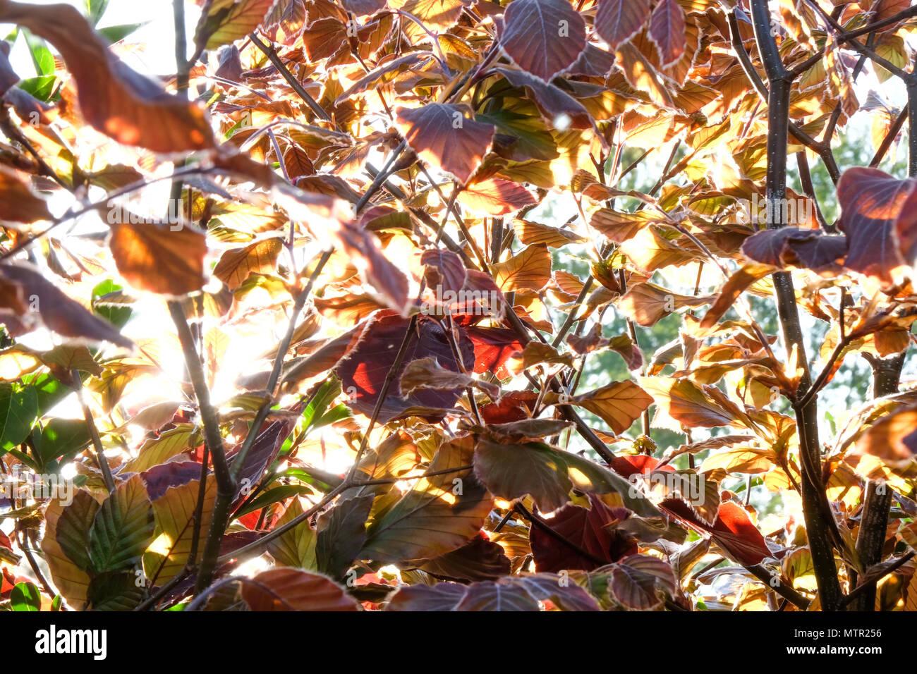 close up of copper coloured leaves and branches of a copper beach hedge ...