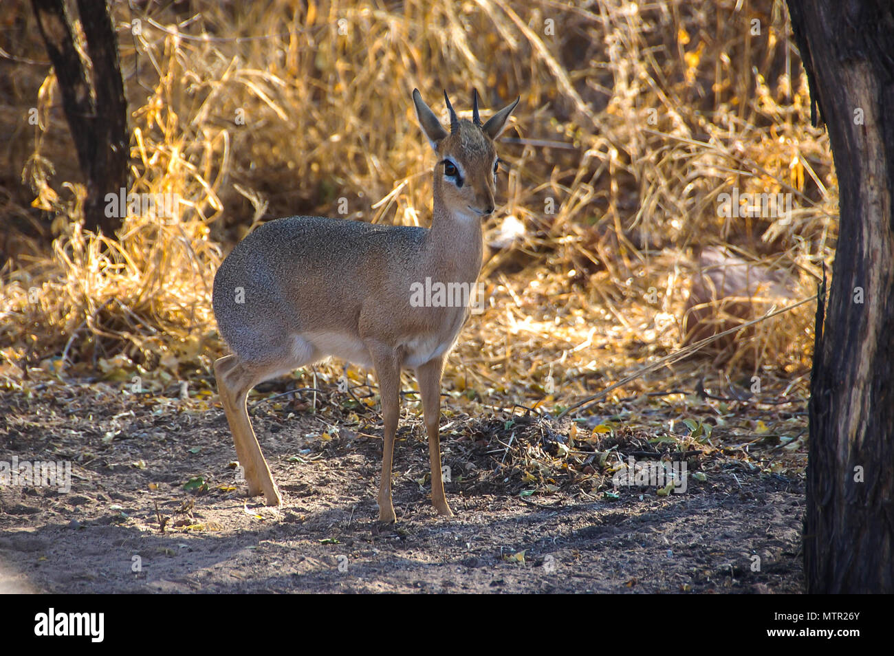 Two little white tailed deer hi-res stock photography and images - Alamy