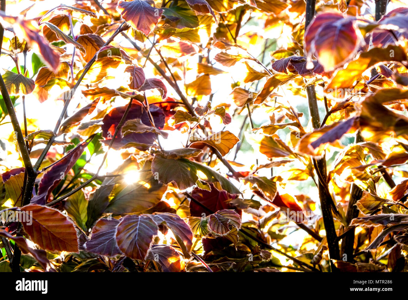 Sun dappled hedge hi-res stock photography and images - Alamy