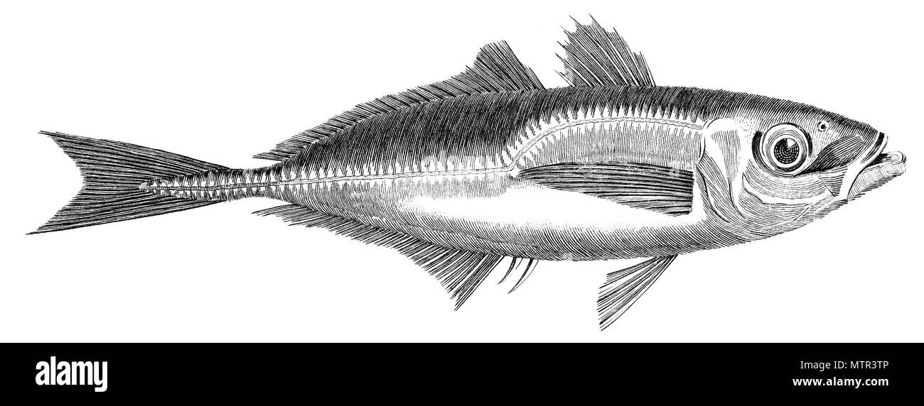 Mackerel scad decapterus macarellus hi-res stock photography and images ...