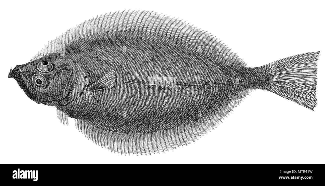 Paralichthys hi-res stock photography and images - Alamy