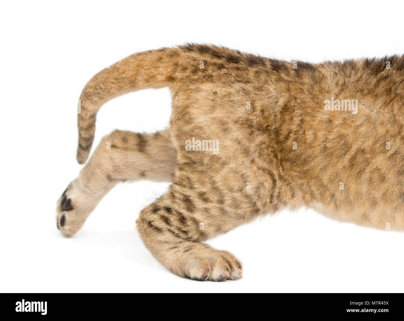 Lion Legs Stock Photos & Lion Legs Stock Images - Alamy