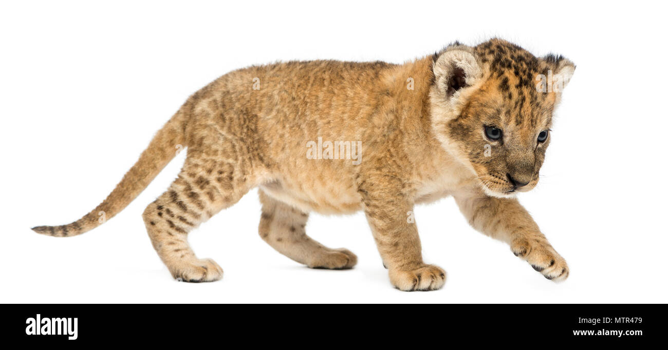 Side view of a Lion cub prowling,16 days old, isolated on white Stock ...