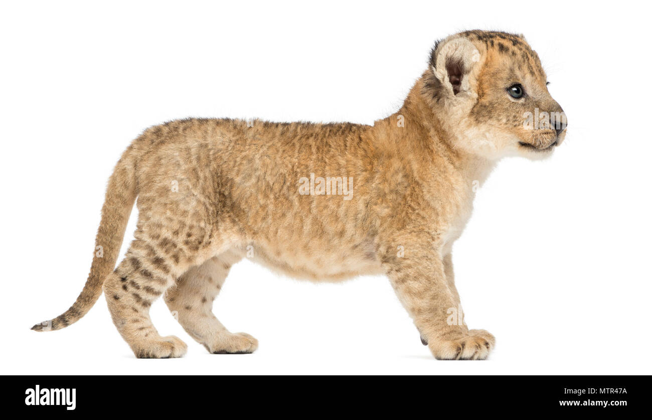 Side view of a Lion cub standing, 16 days old, isolated on white Stock ...